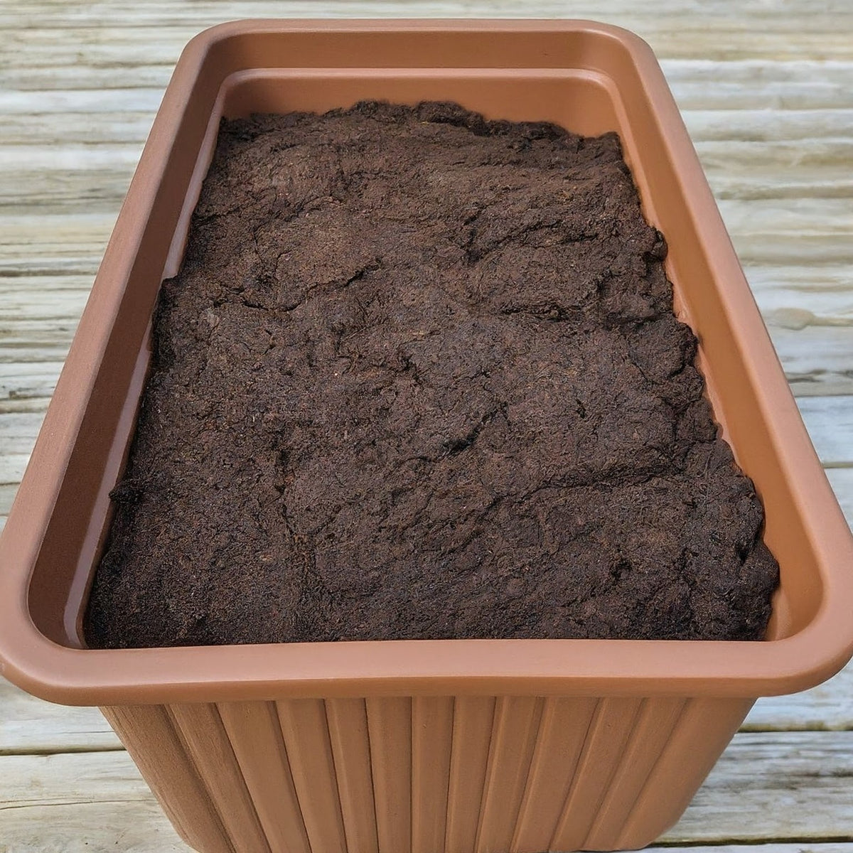 Why Are My Worms Dying? Common Causes & How to Stop Worm Death ...