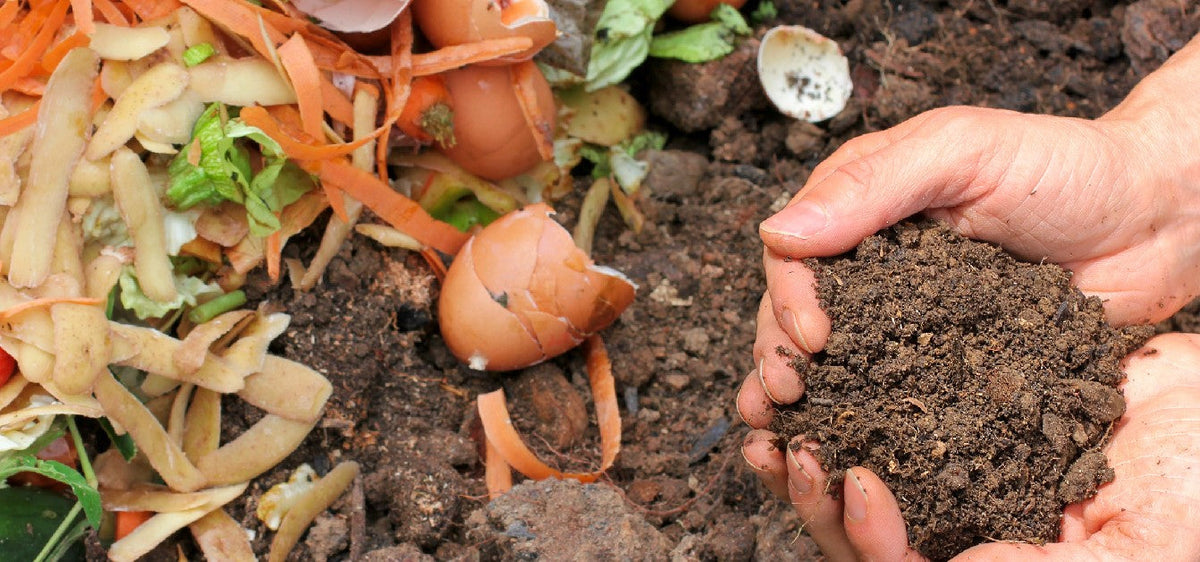 Ultimate Guide to Feeding Red Wiggler Worms: What to Feed & Avoid ...