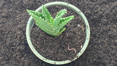 Guide to the 6 Most Common Worm Bin Problems (and How to Solve Them ...